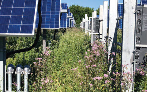 Solar Vegetation Management Strategies to Grow Your Productivity ...